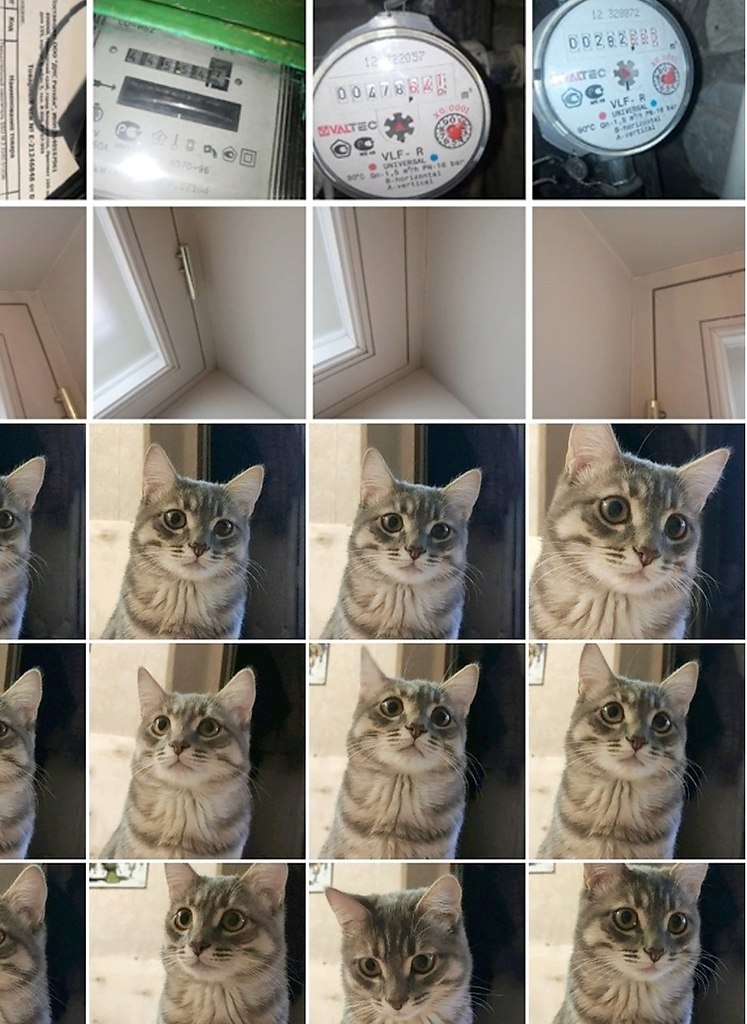 я: *покупаю себе дорогой телефон с отличной камерой* | 40 кошек ...